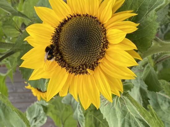 Swaffield School - Home